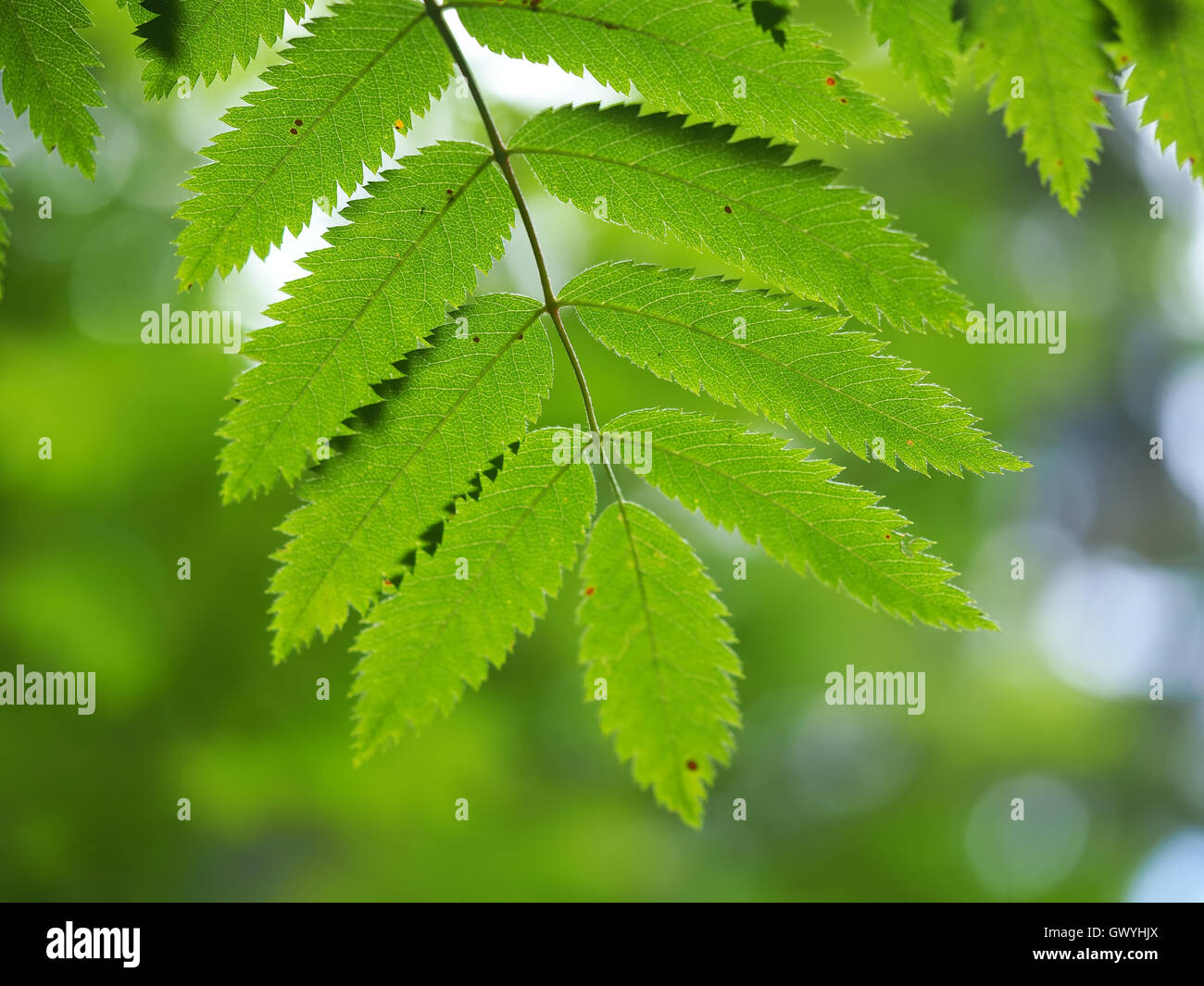 rowan leaves in the forest Stock Photo - Alamy
