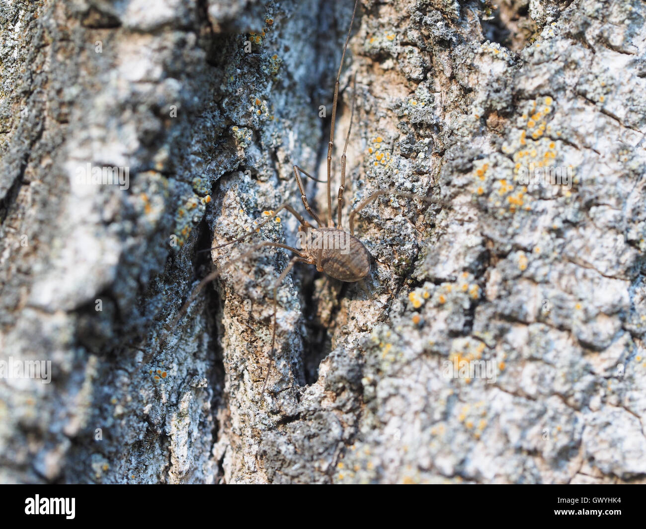 harvestman spider on tree bark Stock Photo - Alamy