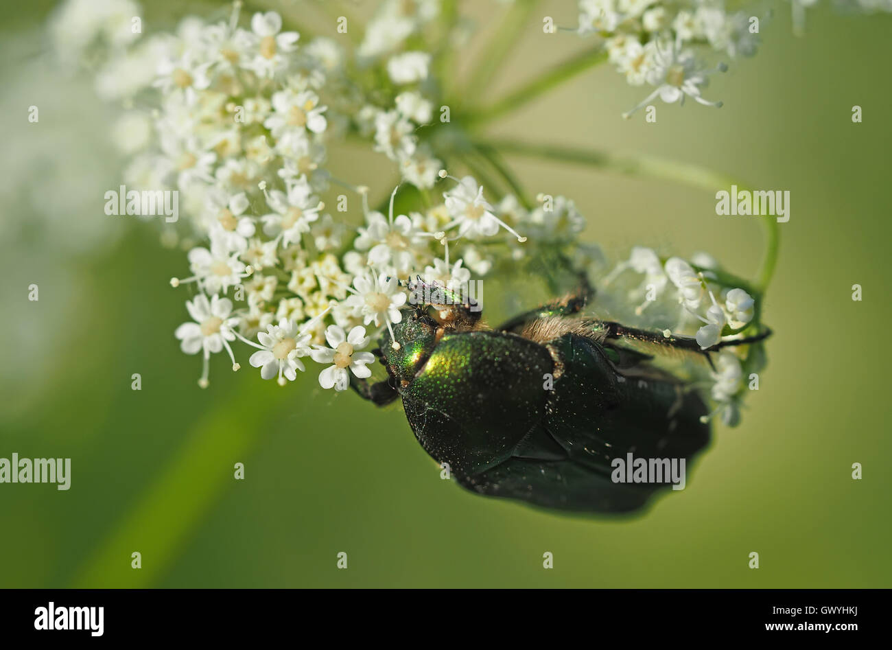 chafer insect on a flower Stock Photo - Alamy