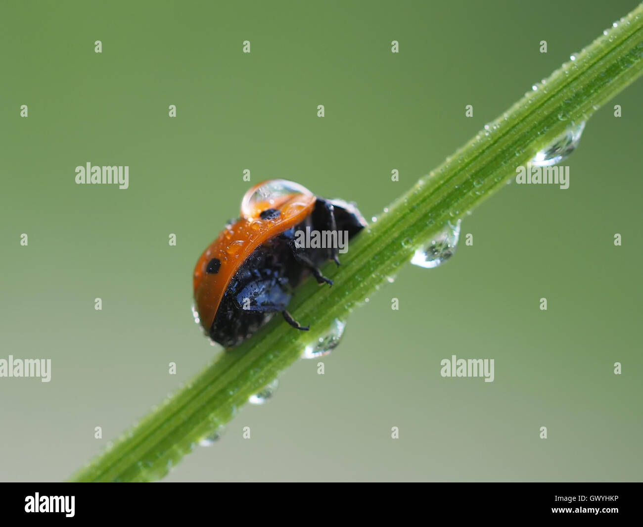 ladybug on a flower in the forest Stock Photo - Alamy