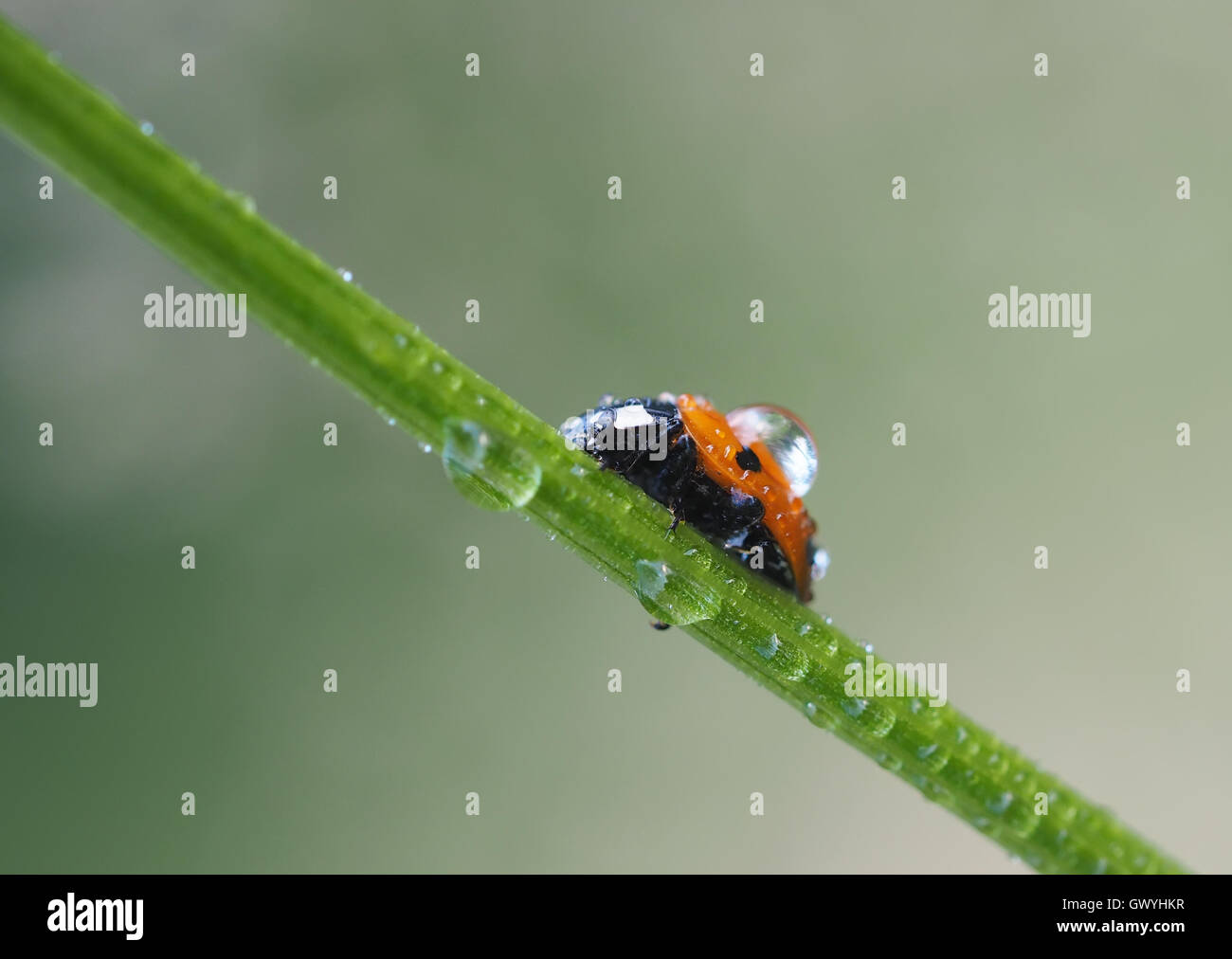 ladybug on a flower in the forest Stock Photo - Alamy
