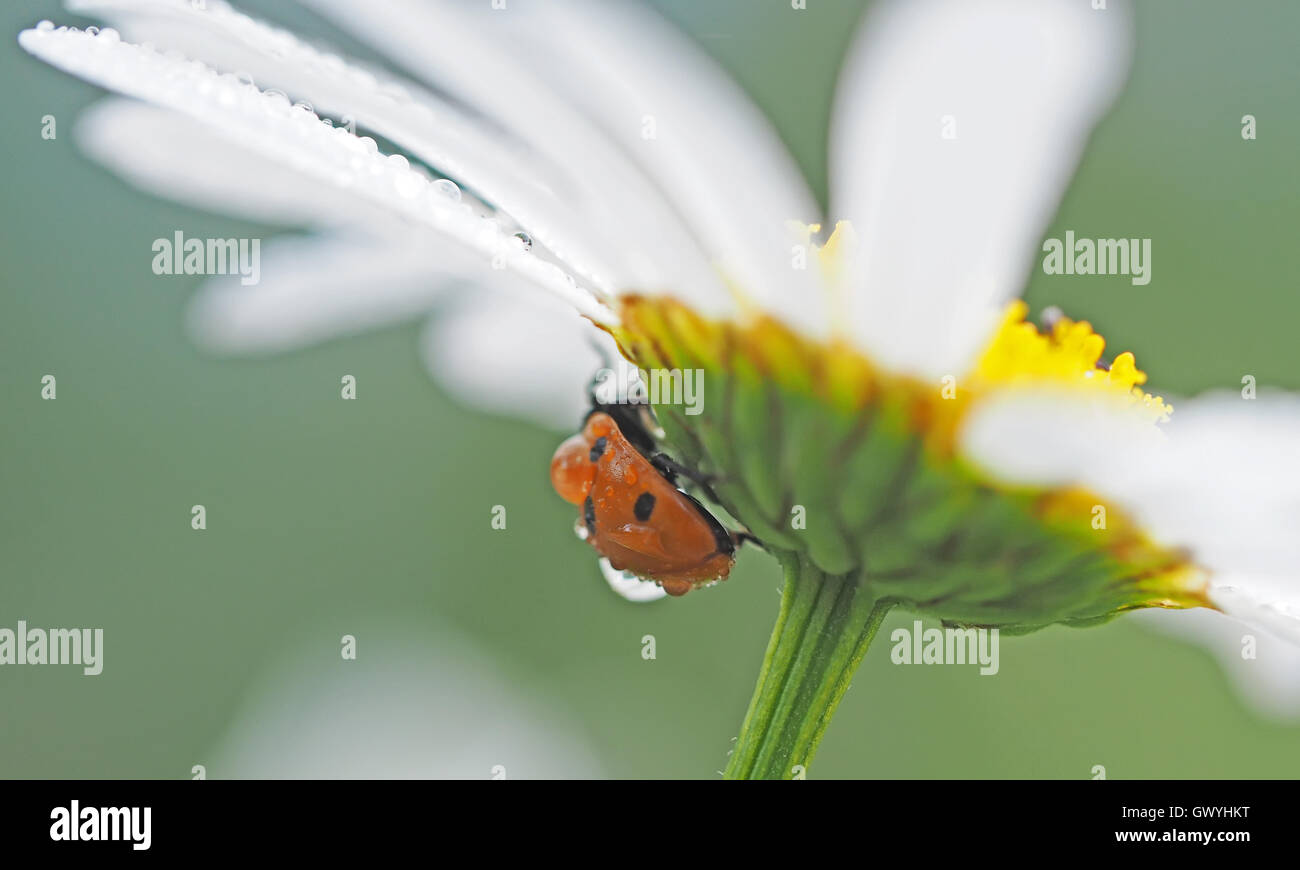 ladybug on a flower in the forest Stock Photo - Alamy