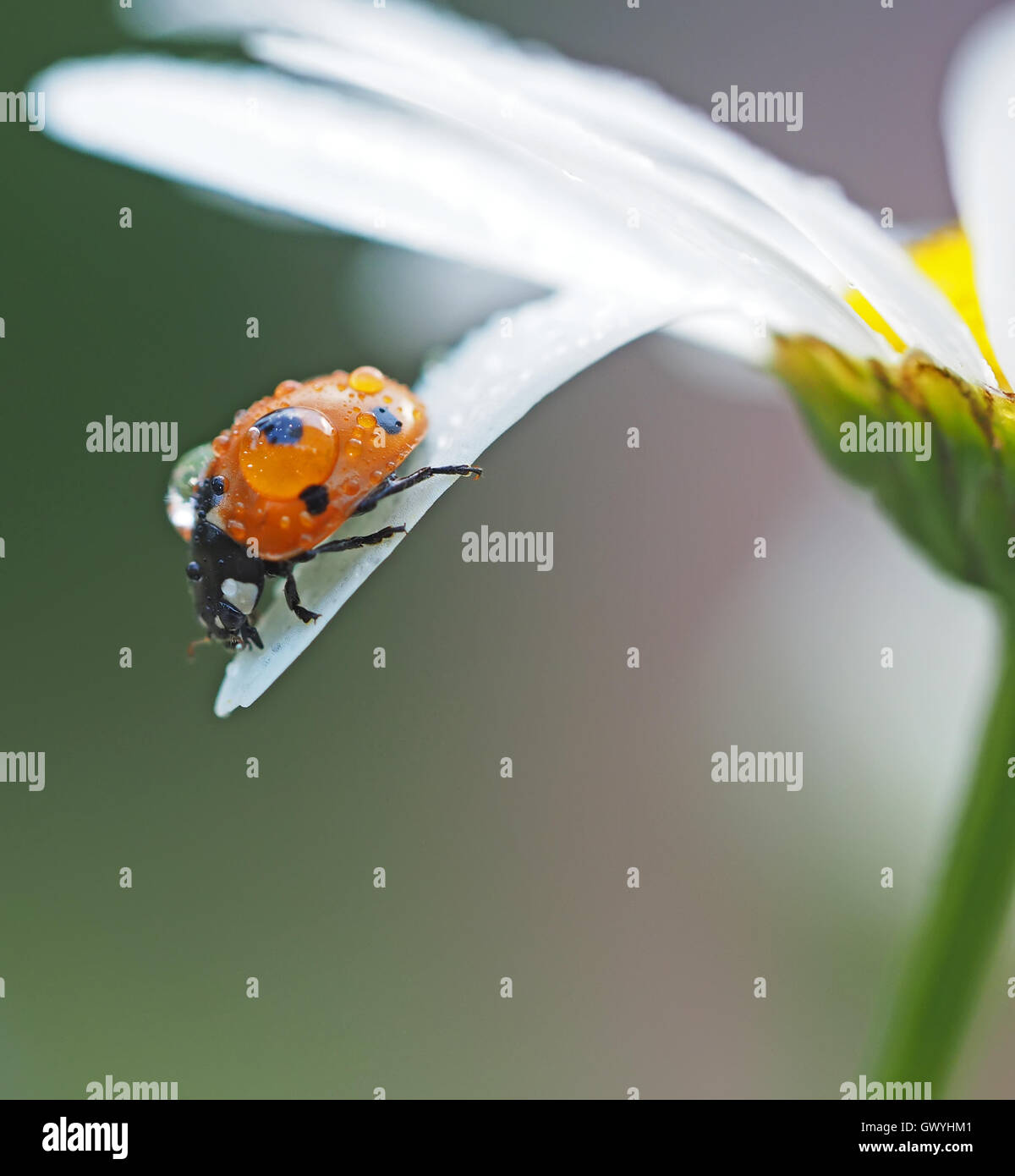 ladybug on a flower in the forest Stock Photo - Alamy