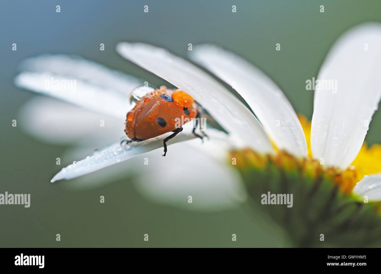 ladybug on a flower in the forest Stock Photo - Alamy