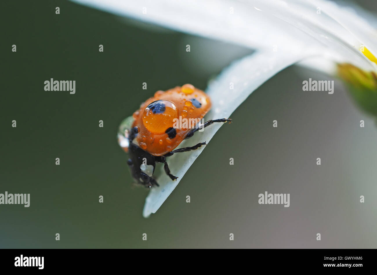 ladybug on a flower in the forest Stock Photo - Alamy