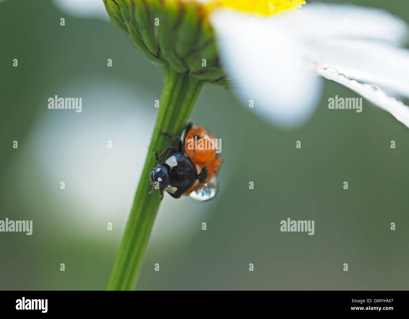 ladybug on a flower in the forest Stock Photo - Alamy