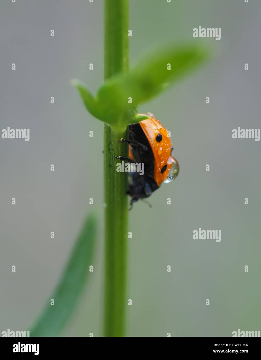 ladybug on a flower in the forest Stock Photo - Alamy
