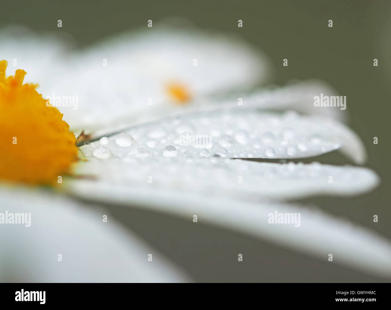 drops on daisy petals Stock Photo - Alamy