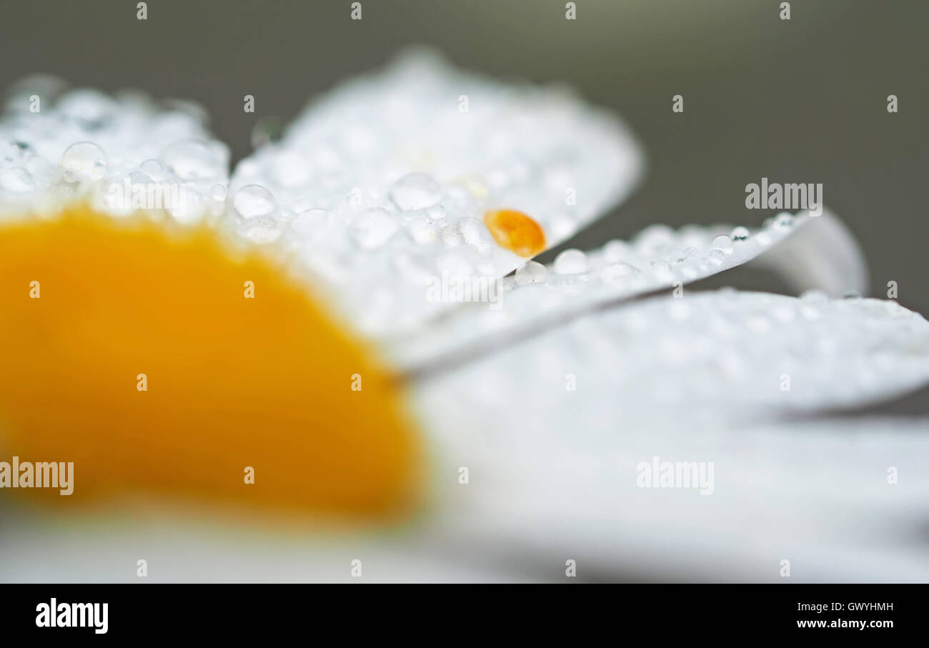 drops on daisy petals Stock Photo - Alamy