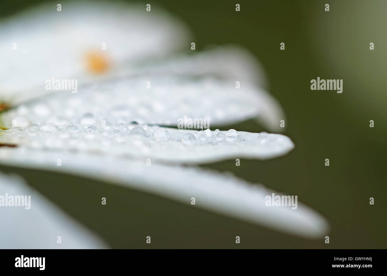 drops on daisy petals Stock Photo - Alamy