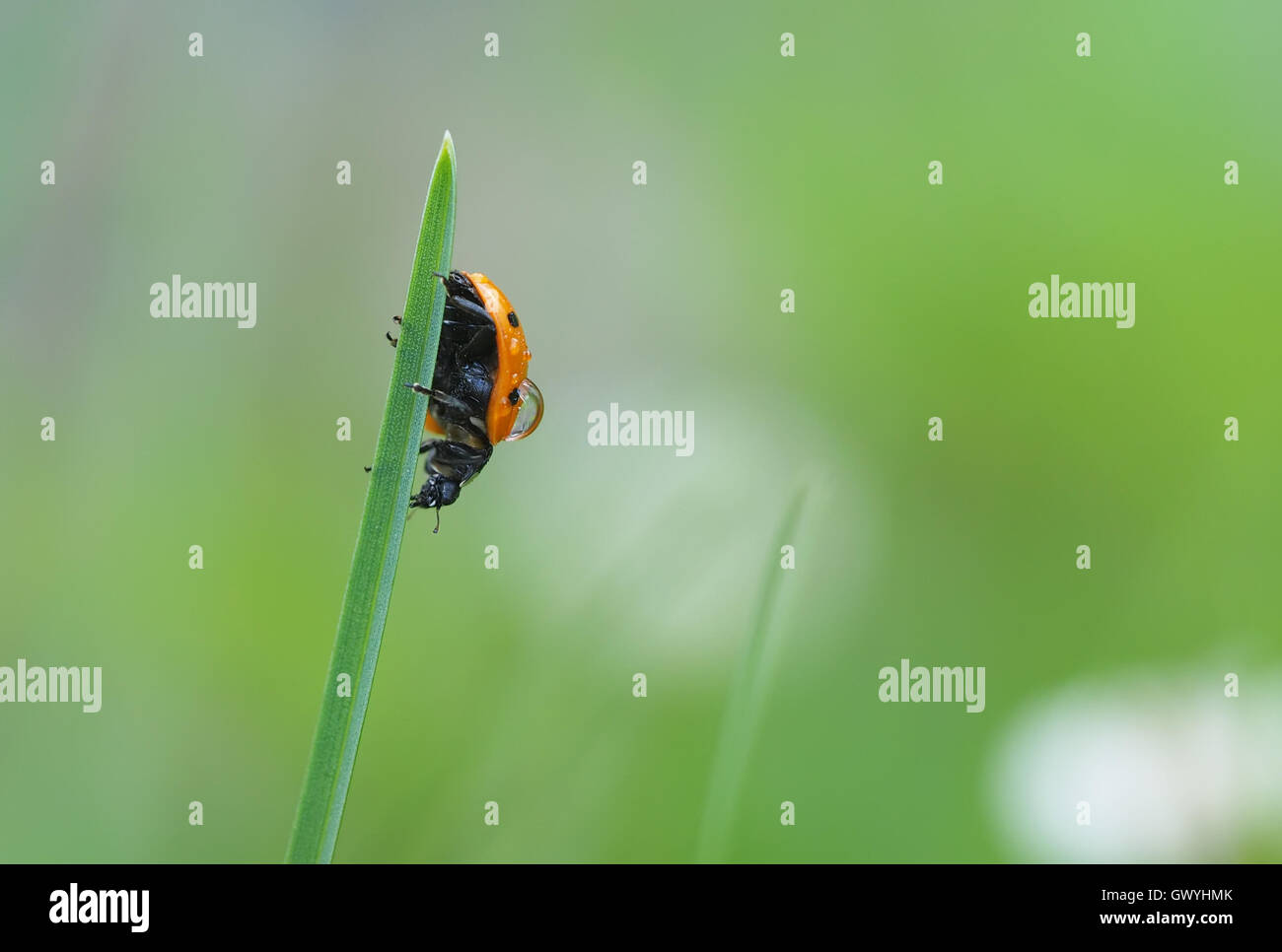 ladybug on a flower in the forest Stock Photo - Alamy