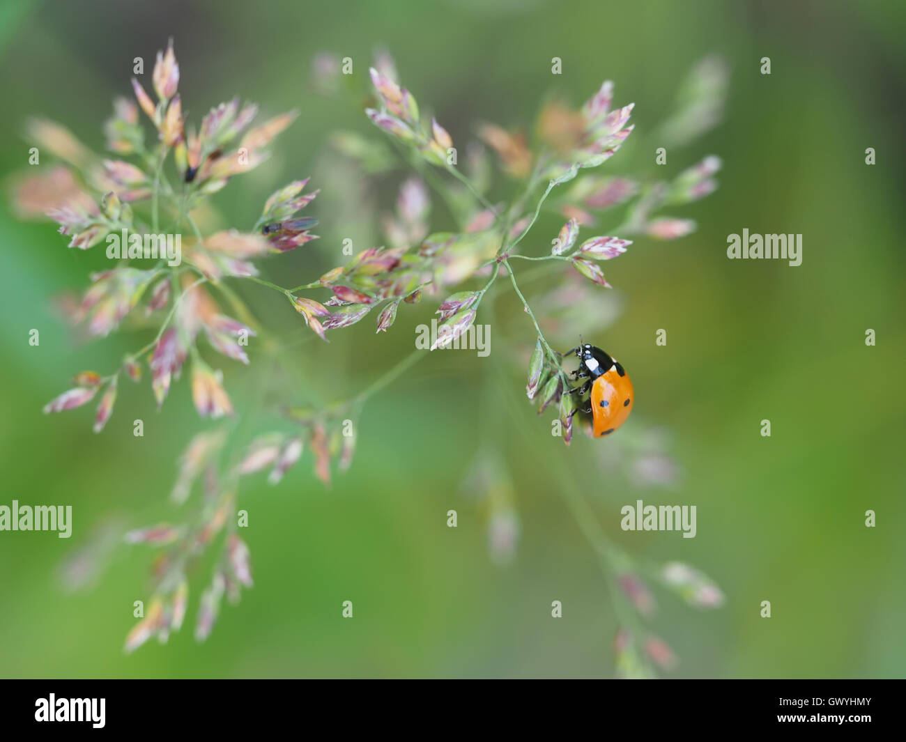 ladybug on a flower in the forest Stock Photo - Alamy
