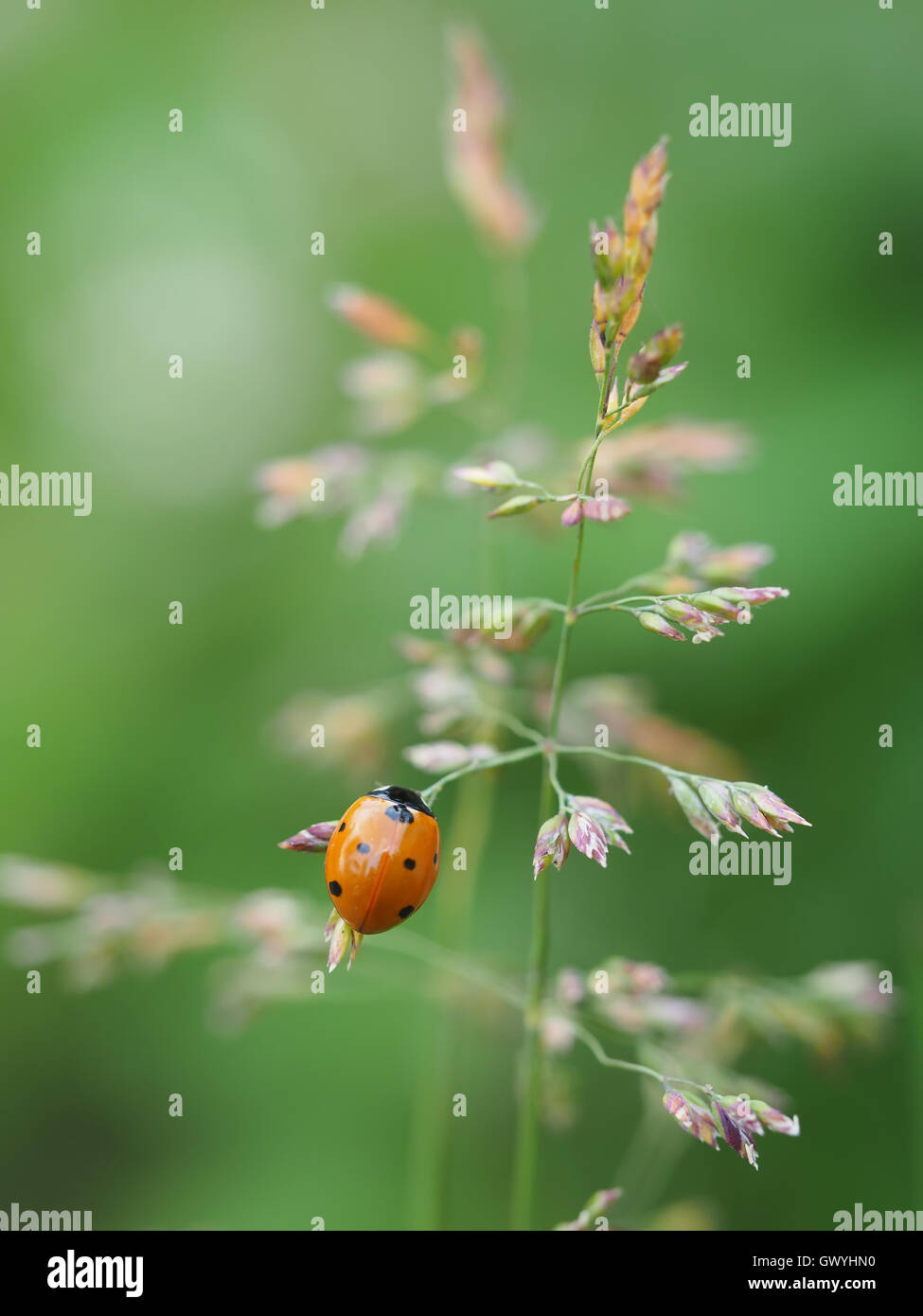 ladybug on a flower in the forest Stock Photo - Alamy
