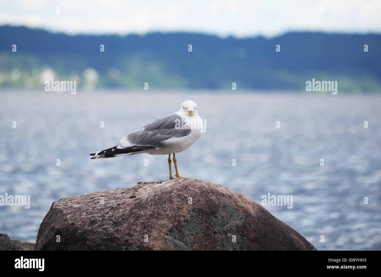 gulls on the lake Stock Photo - Alamy