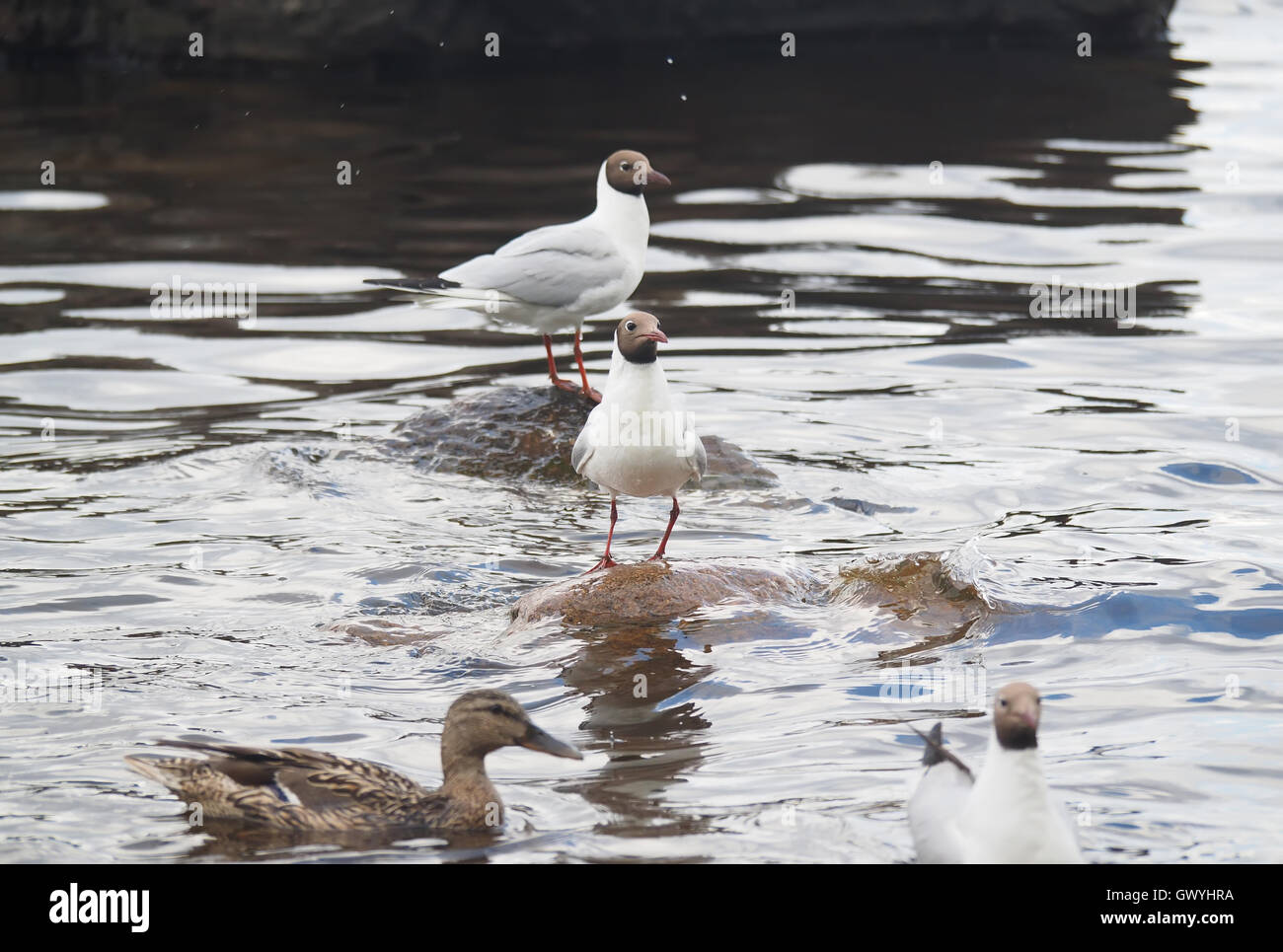 gulls on the lake Stock Photo - Alamy