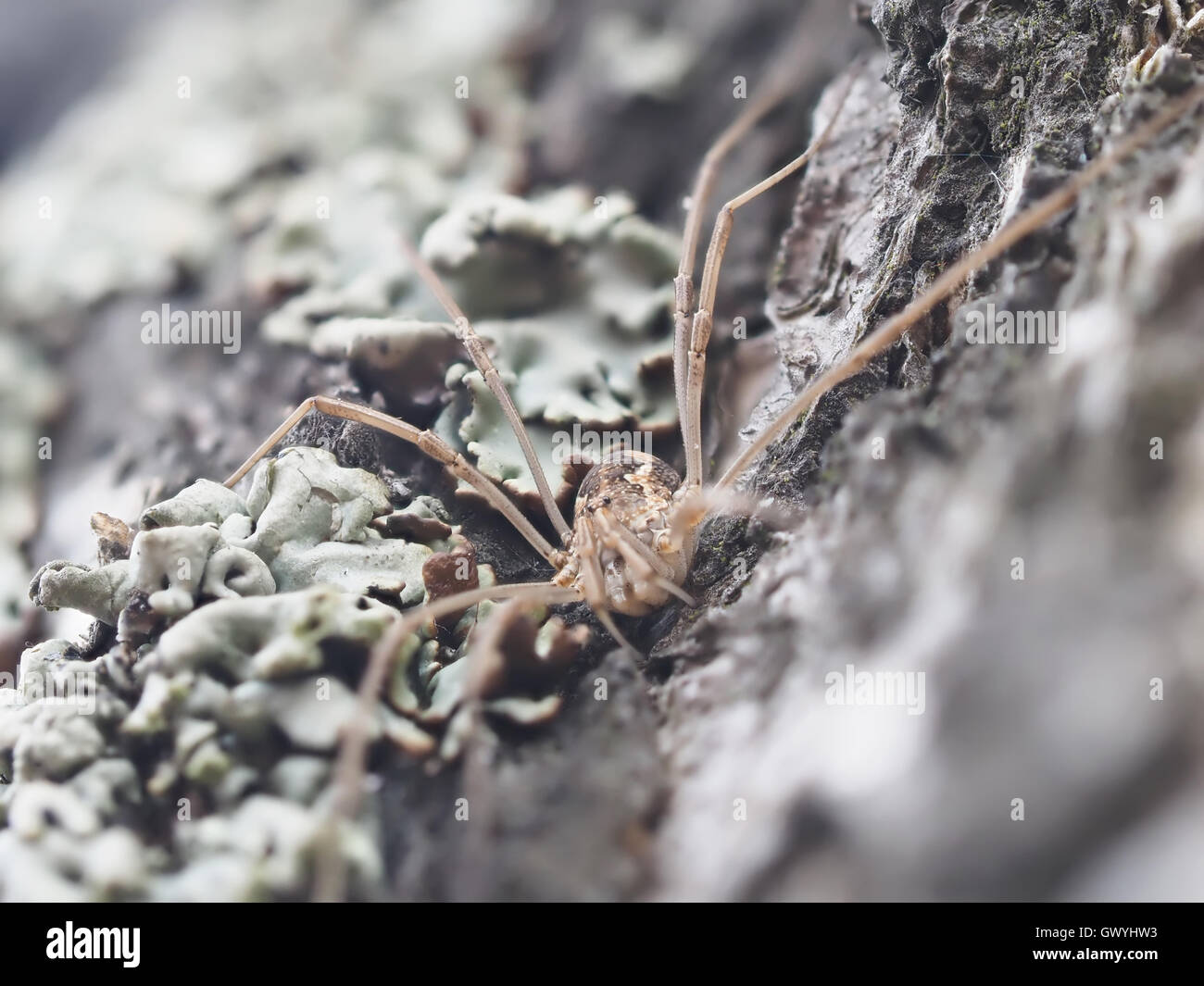 harvestman spider on tree bark Stock Photo - Alamy