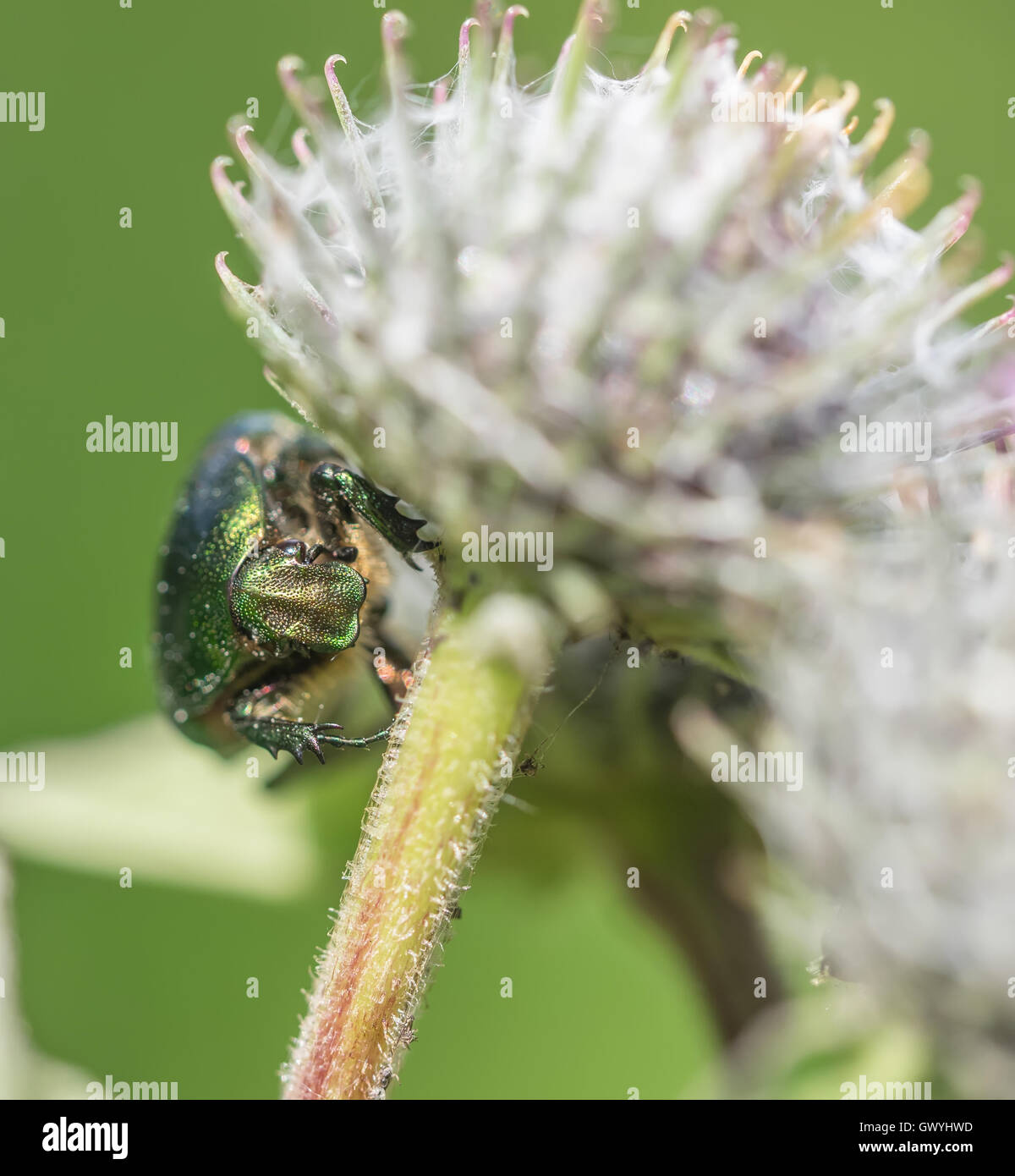 chafer insect on a flower Stock Photo - Alamy