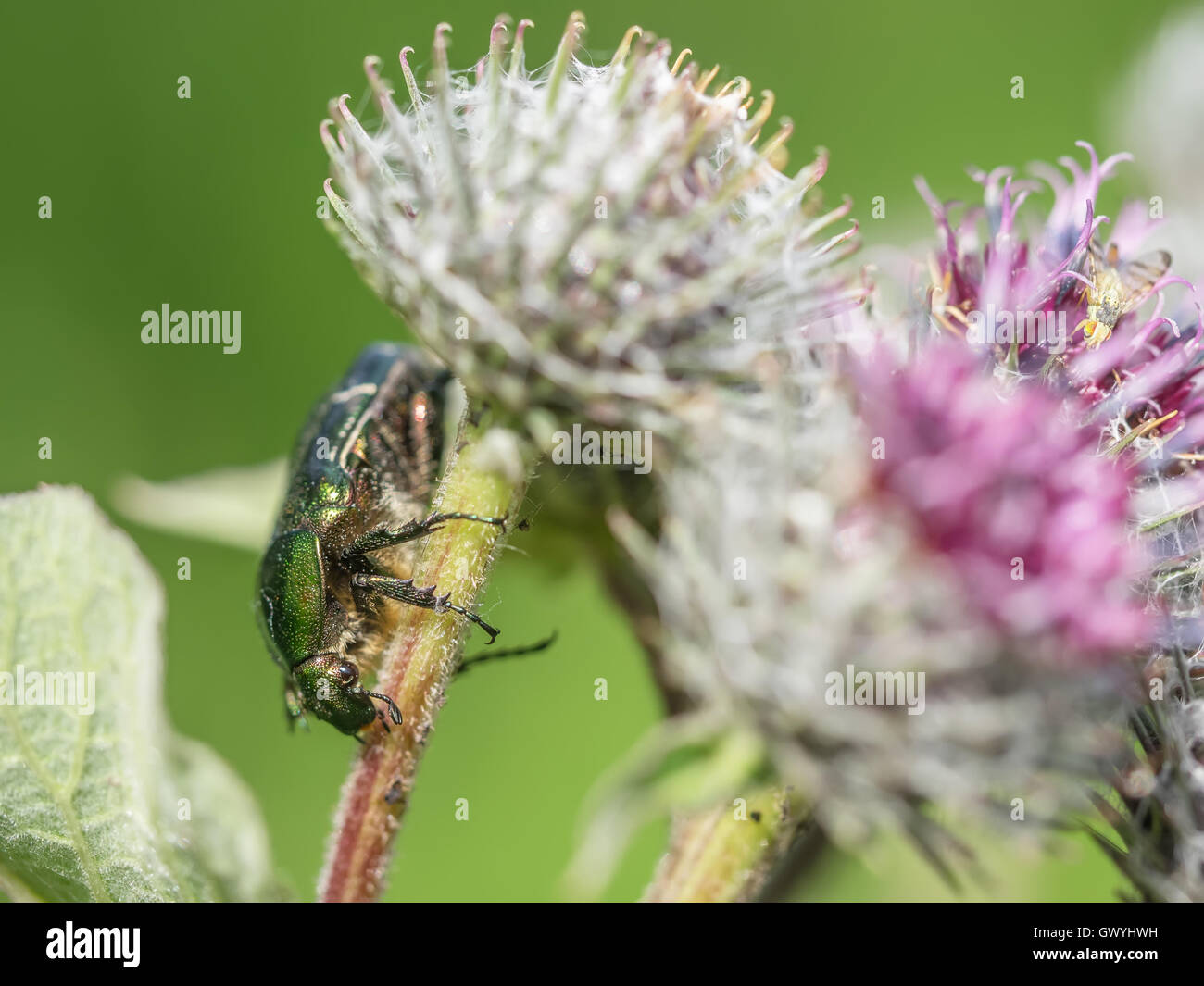 chafer insect on a flower Stock Photo - Alamy