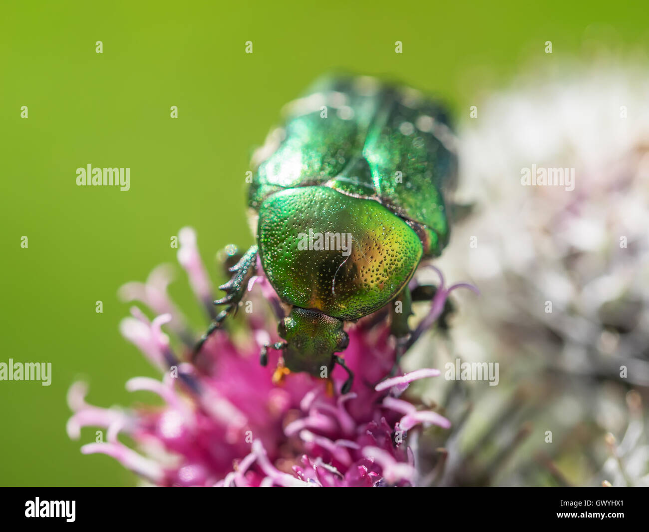 chafer insect on a flower Stock Photo - Alamy