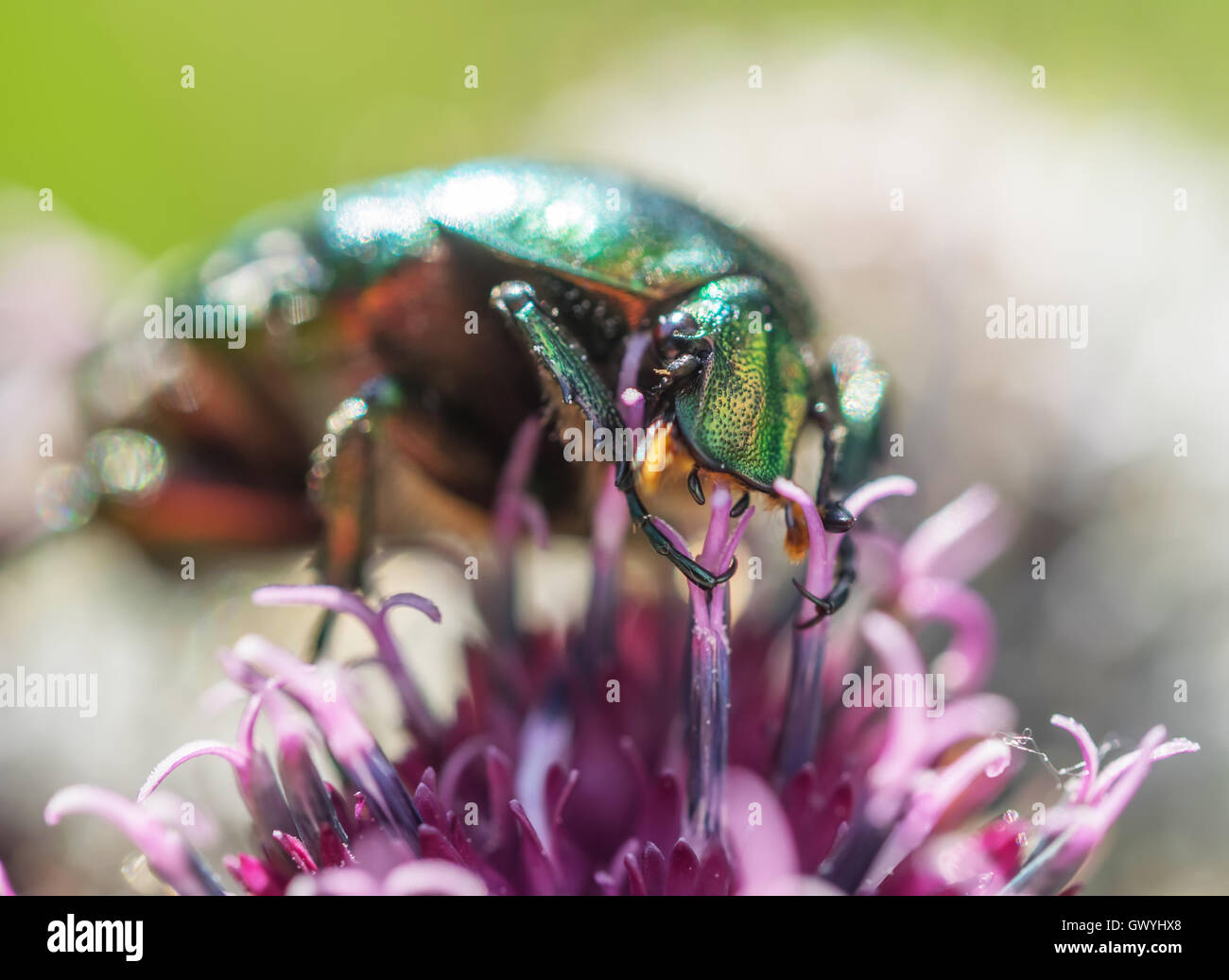 chafer insect on a flower Stock Photo - Alamy