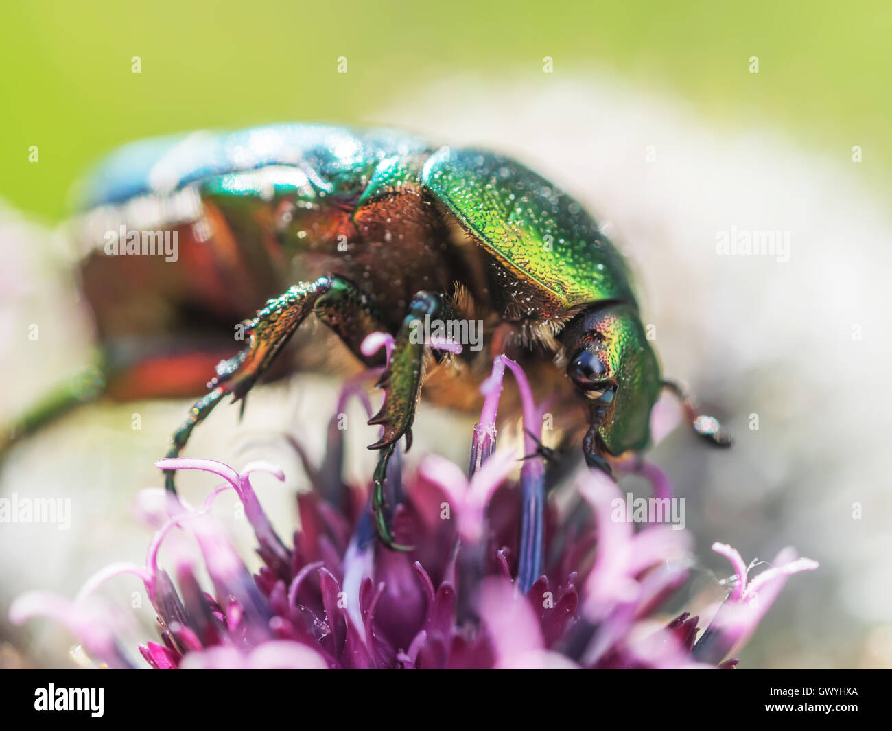 chafer insect on a flower Stock Photo - Alamy
