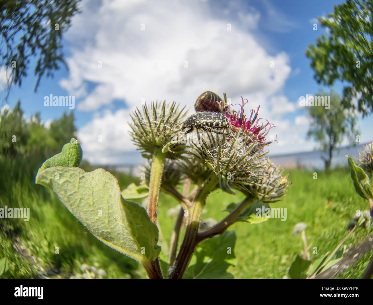 chafer insect on a flower Stock Photo - Alamy