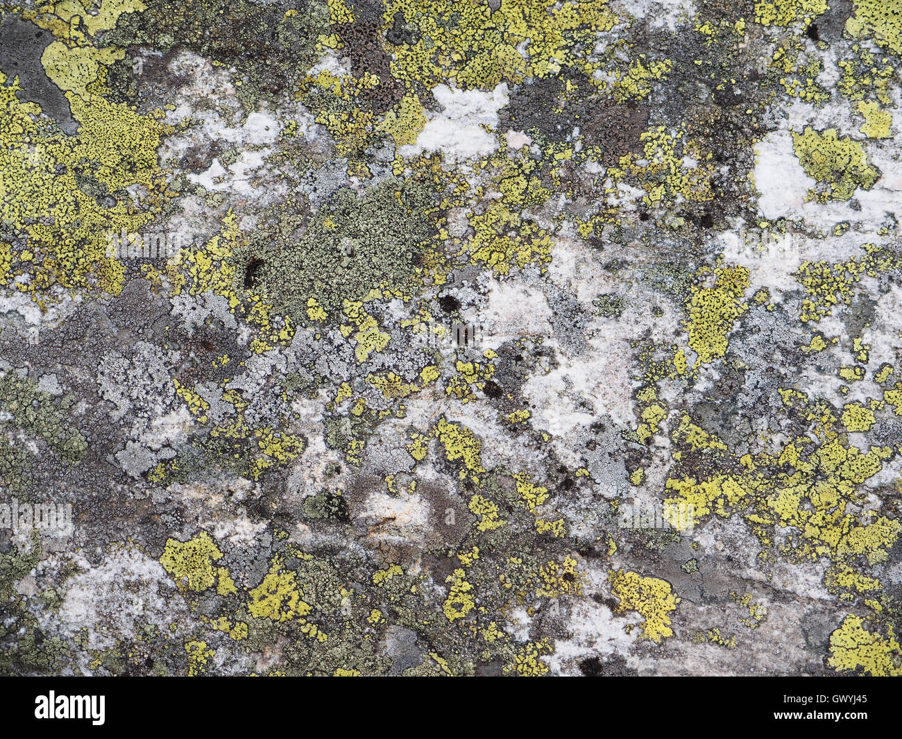 lichen on the stone Stock Photo - Alamy