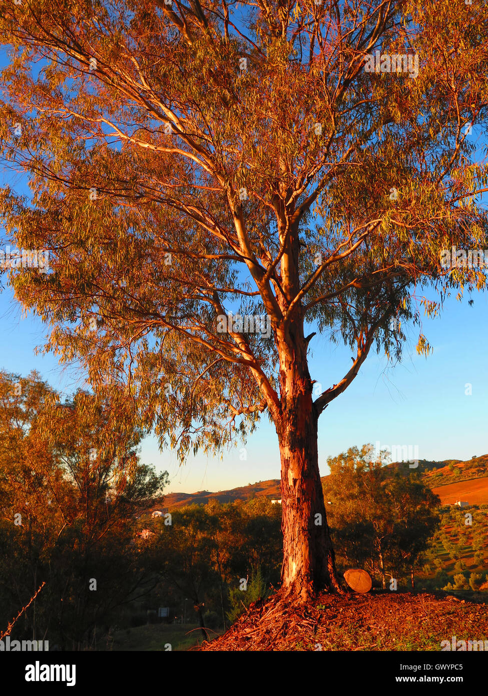 Eucalyptus tree in early morning sunshine in Alora Countryside ...