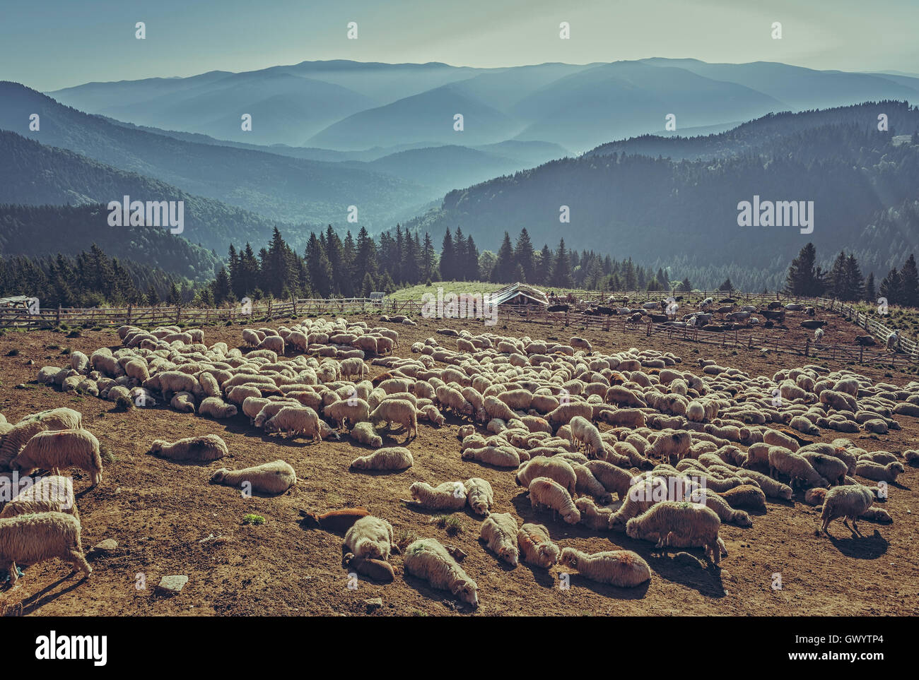 Large flock of sheep resting in a traditional rustic sheepfold on a ...
