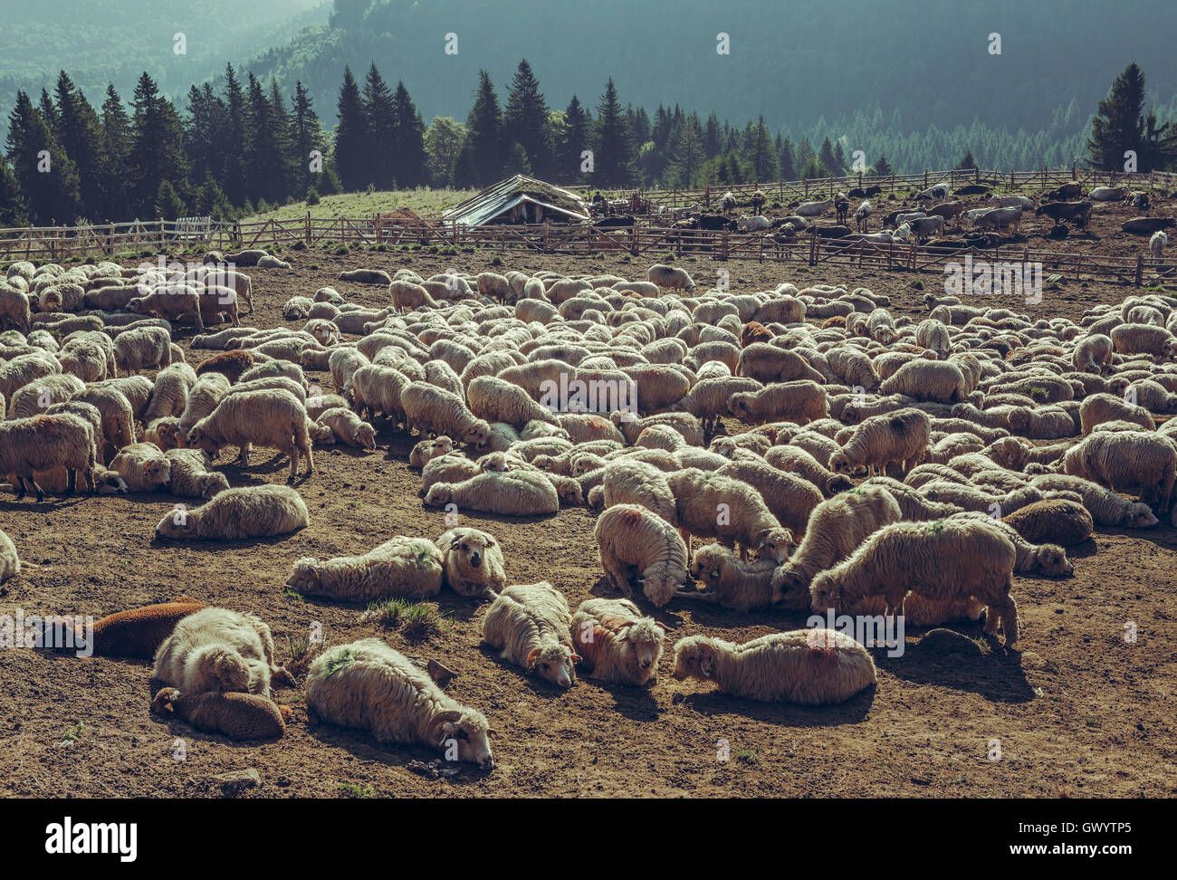 Sheep fold enclosure hi-res stock photography and images - Alamy