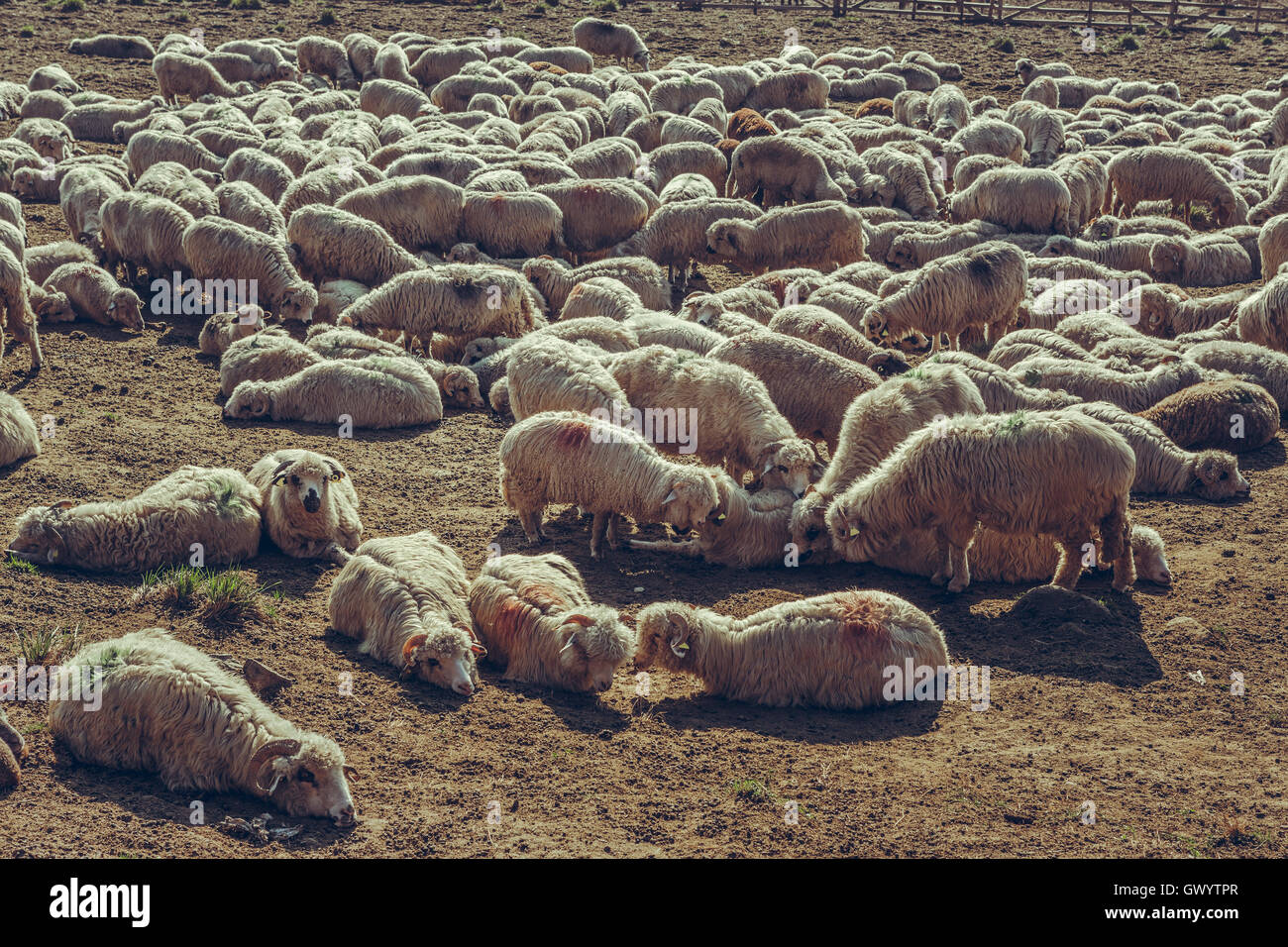 Sheep fold enclosure hi-res stock photography and images - Alamy
