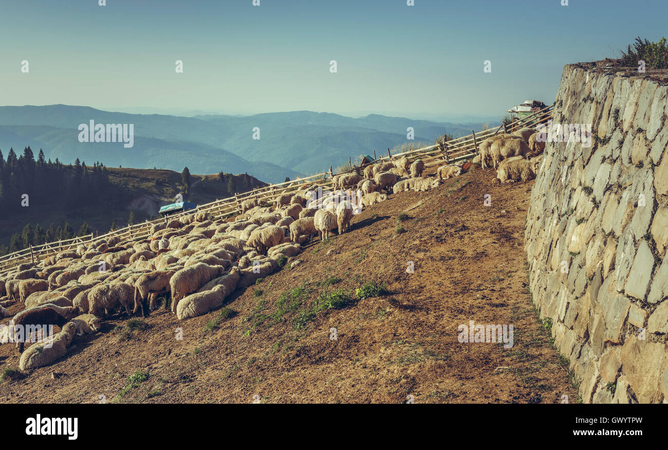Rustic sheep hi-res stock photography and images - Alamy