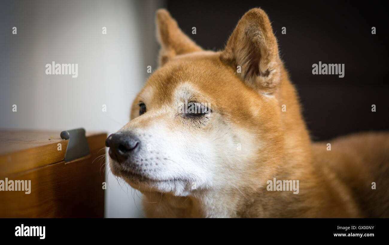 Cute shiba looking sad Stock Photo - Alamy