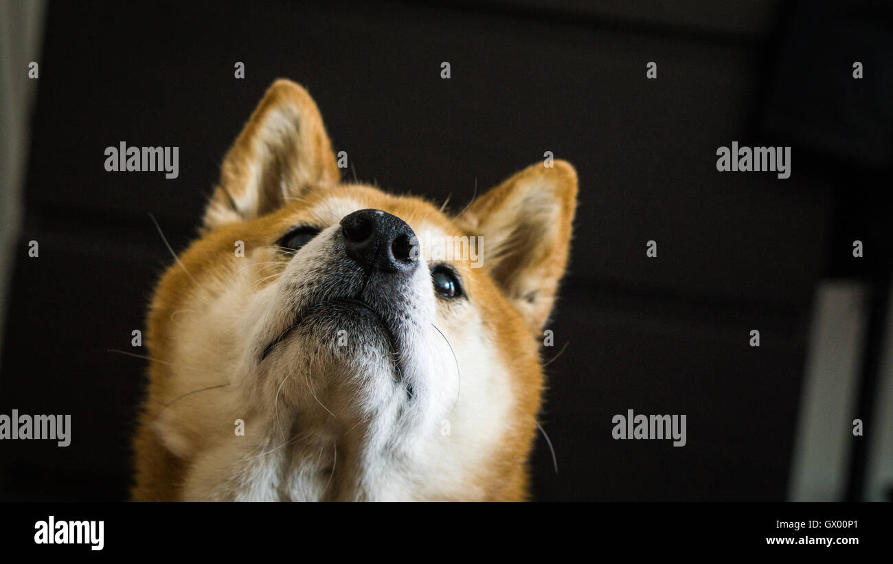 Cute shiba looking up Stock Photo - Alamy
