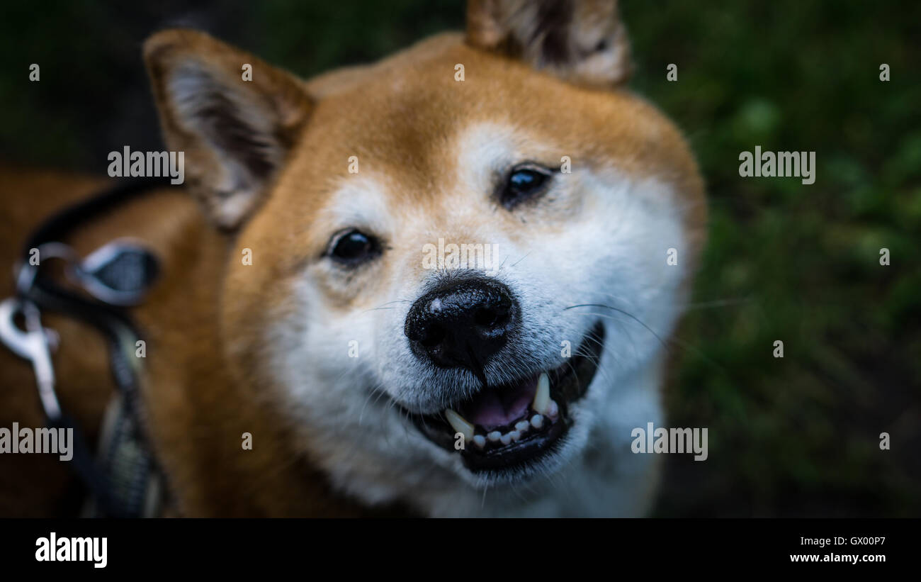 Cute smiling shiba looking up Stock Photo - Alamy