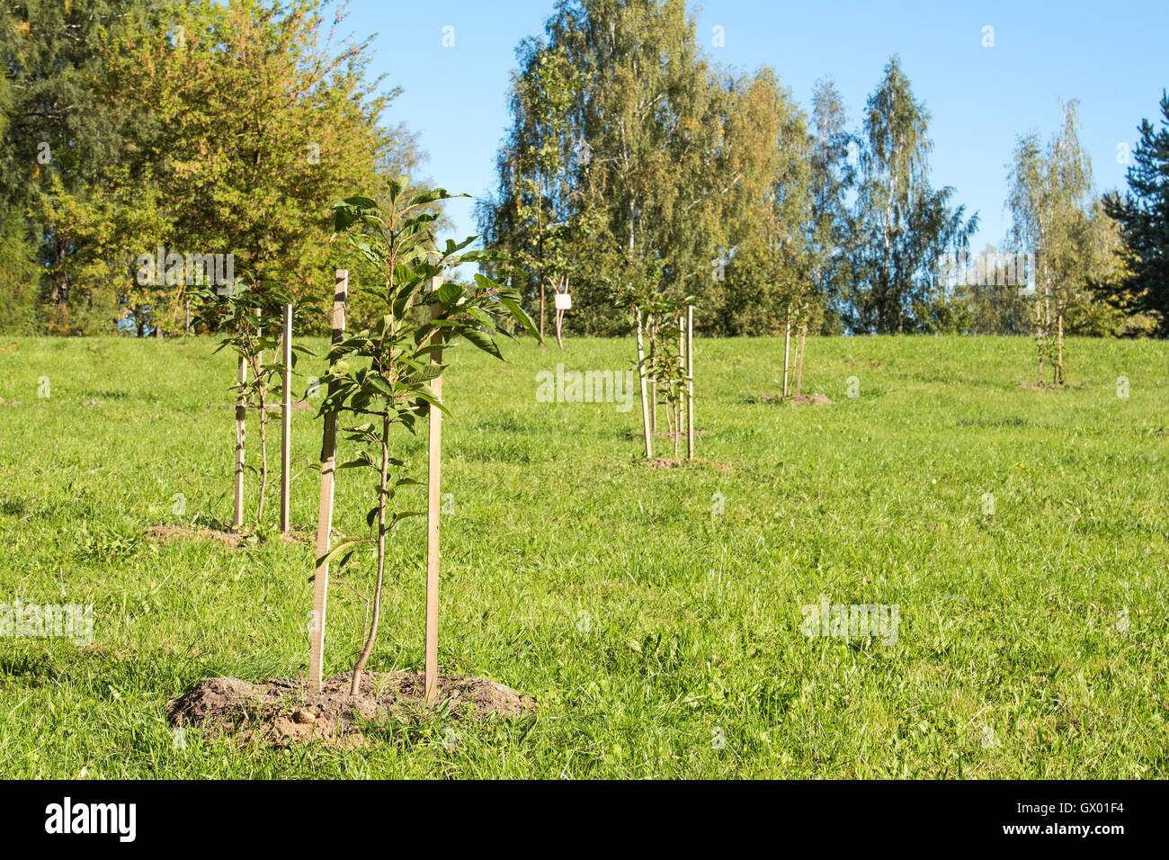 Recently planted young sakura trees growing in the park with support ...
