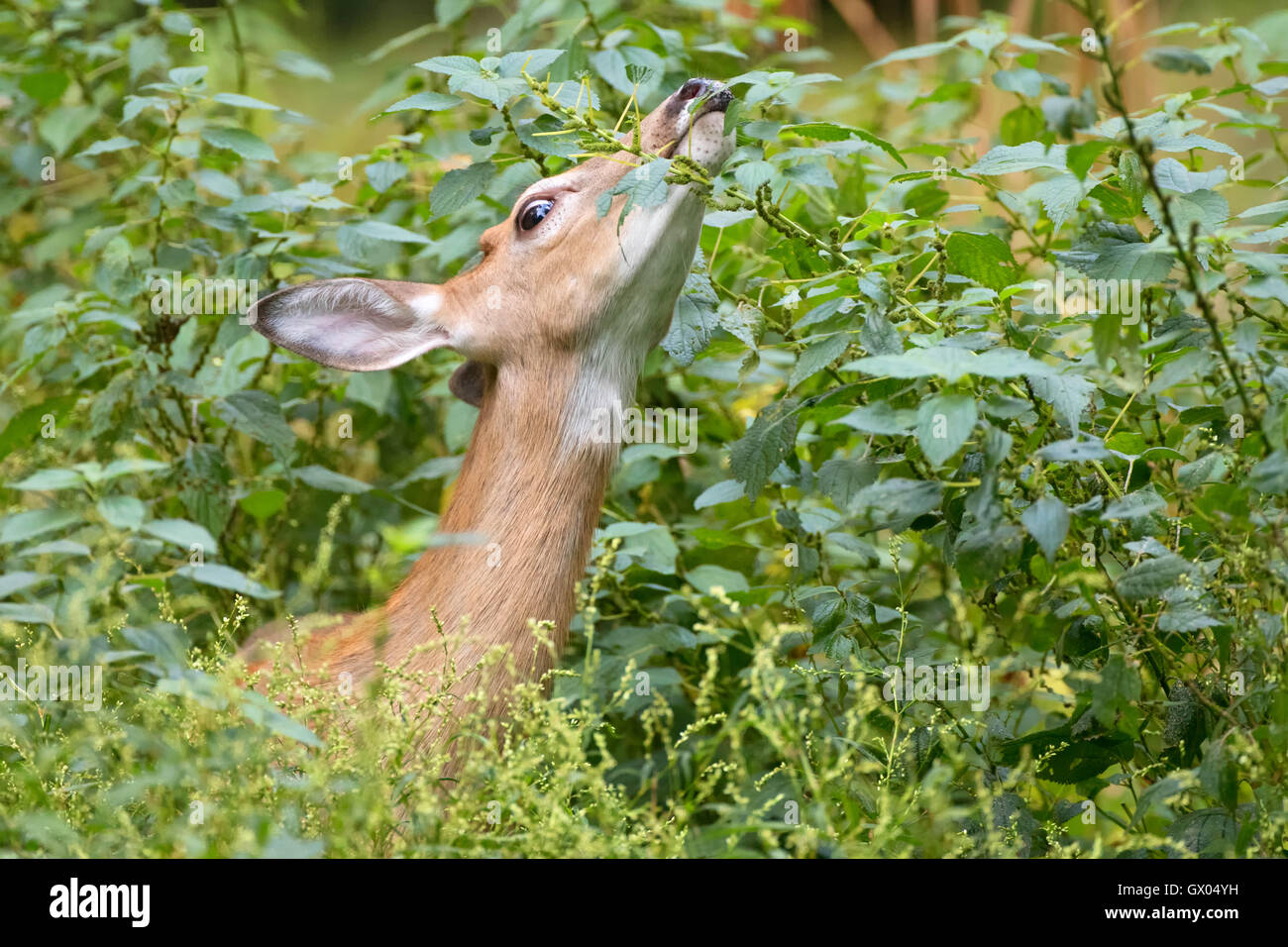 Feeding leaves hi-res stock photography and images - Alamy