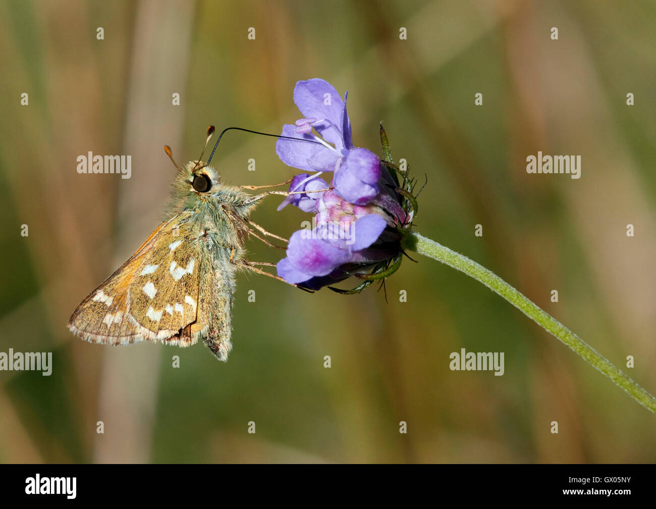 Silver spotted skipper hi-res stock photography and images - Alamy