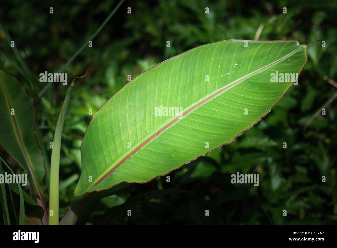 Close up Leaf of Small banana tree Stock Photo - Alamy
