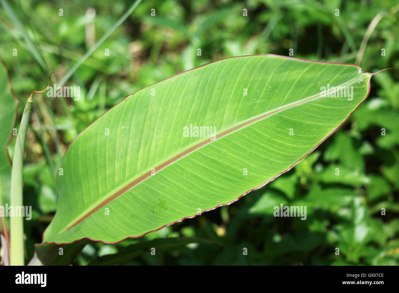 Close up Leaf of Small banana tree Stock Photo - Alamy