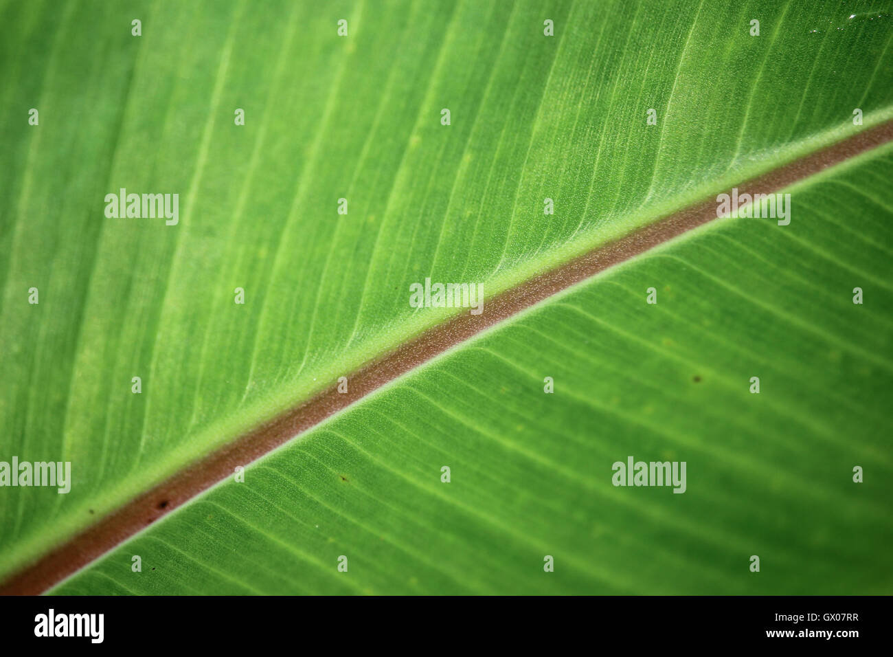 Close up Leaf of Small banana tree Stock Photo - Alamy
