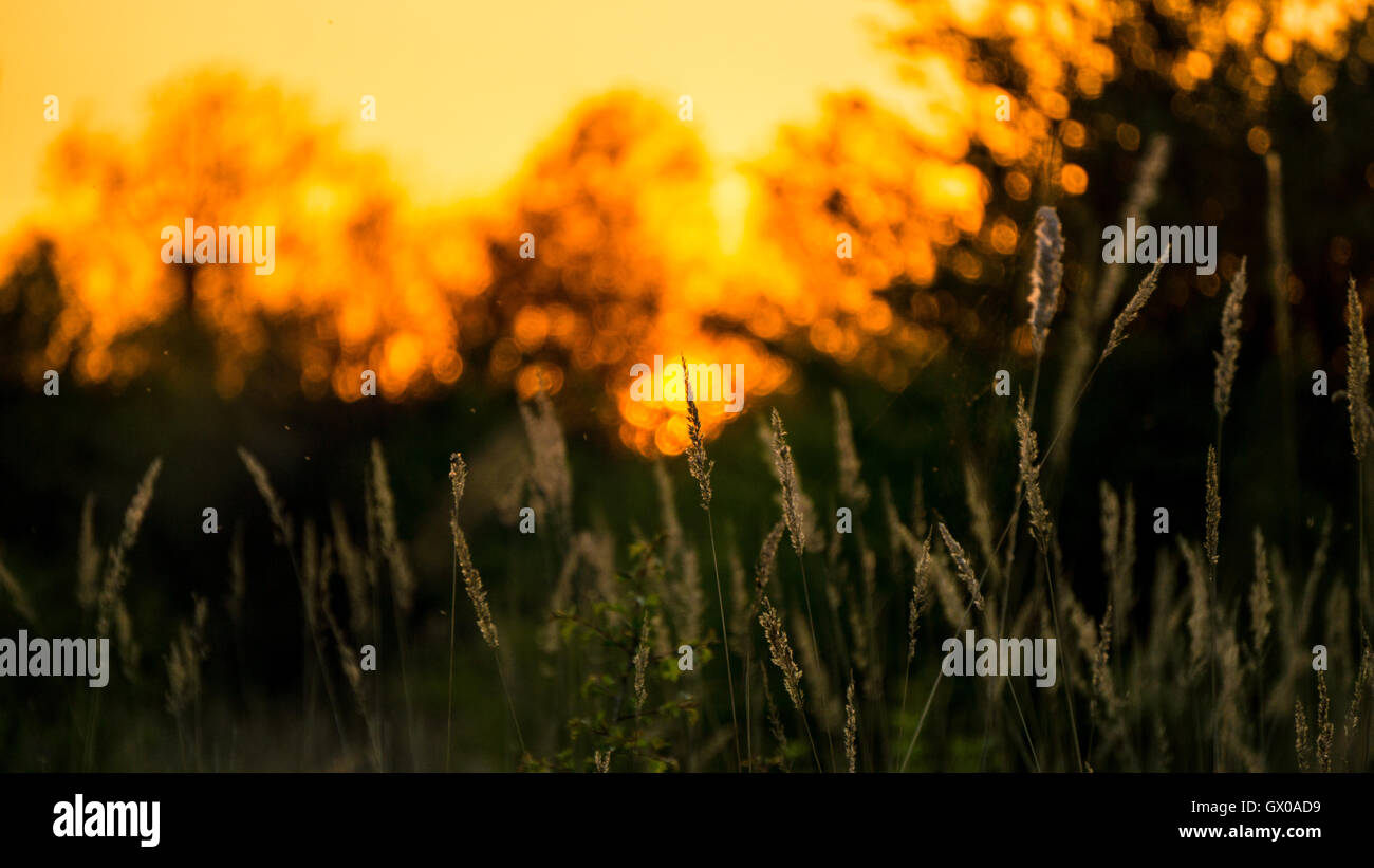 Sun setting over grass straws Stock Photo - Alamy
