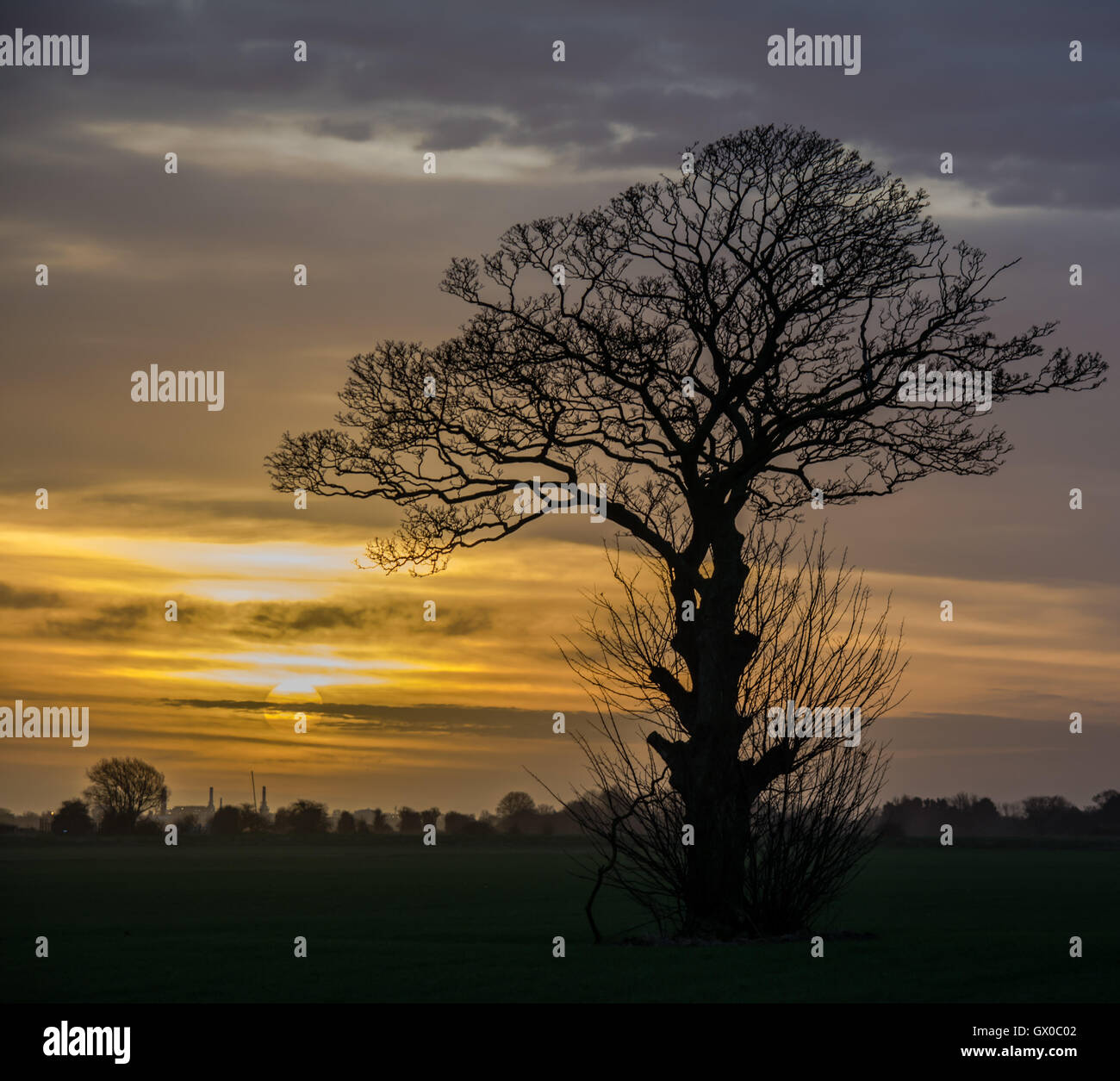 Dawn clouds with tree hi-res stock photography and images - Alamy