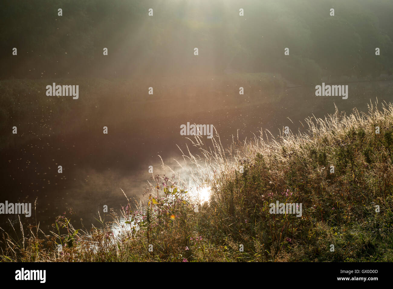 Riverside weeds hi-res stock photography and images - Alamy