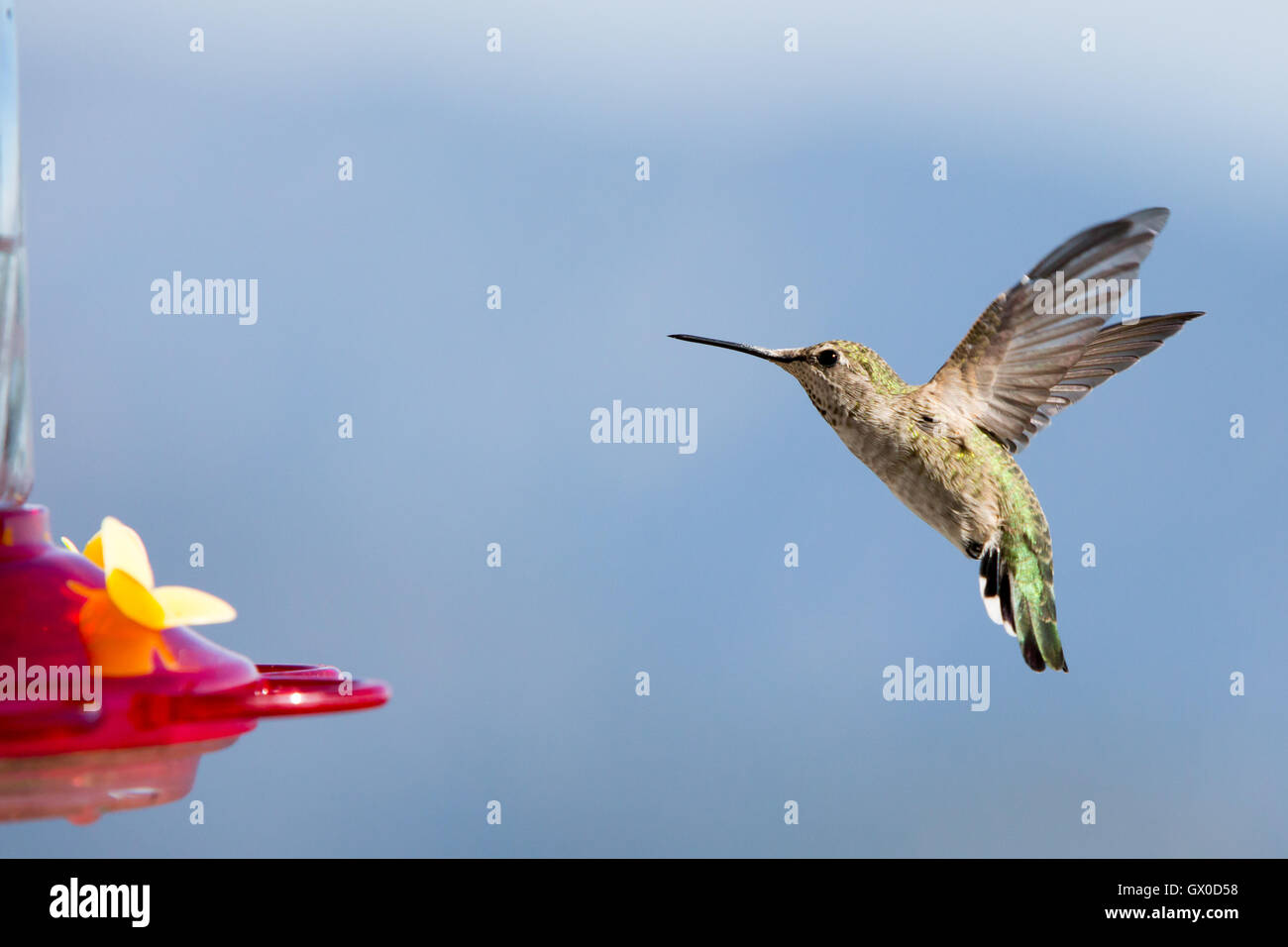 Female Anna's Hummingbird Stock Photo - Alamy