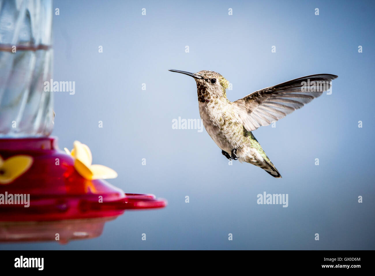 Female anna's hummingbird hi-res stock photography and images - Alamy