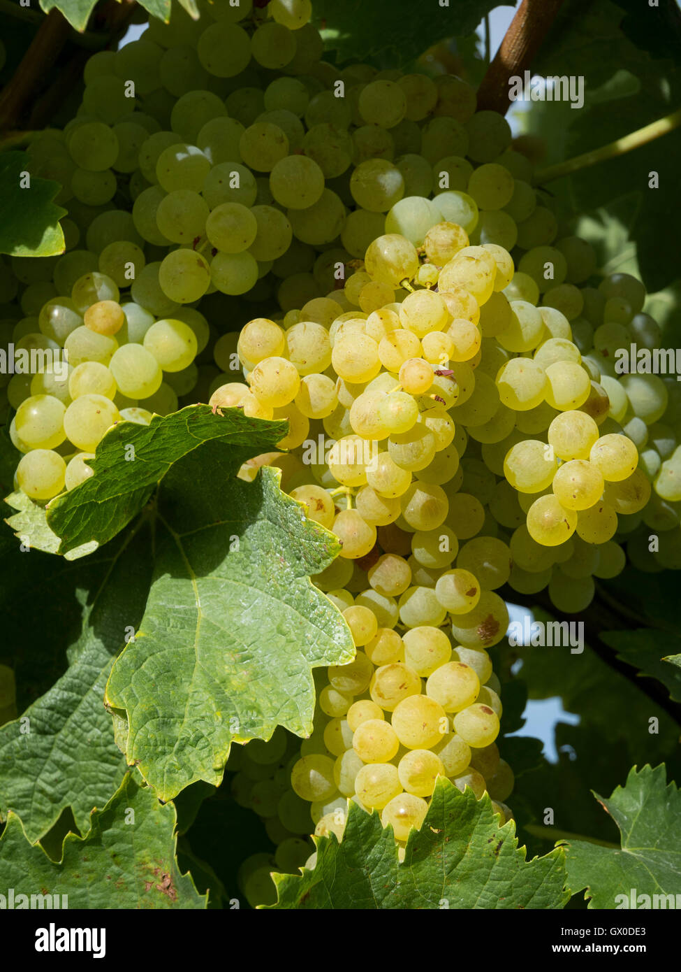 Large bunches of ripe white grapes surrounded by foliage Stock Photo ...