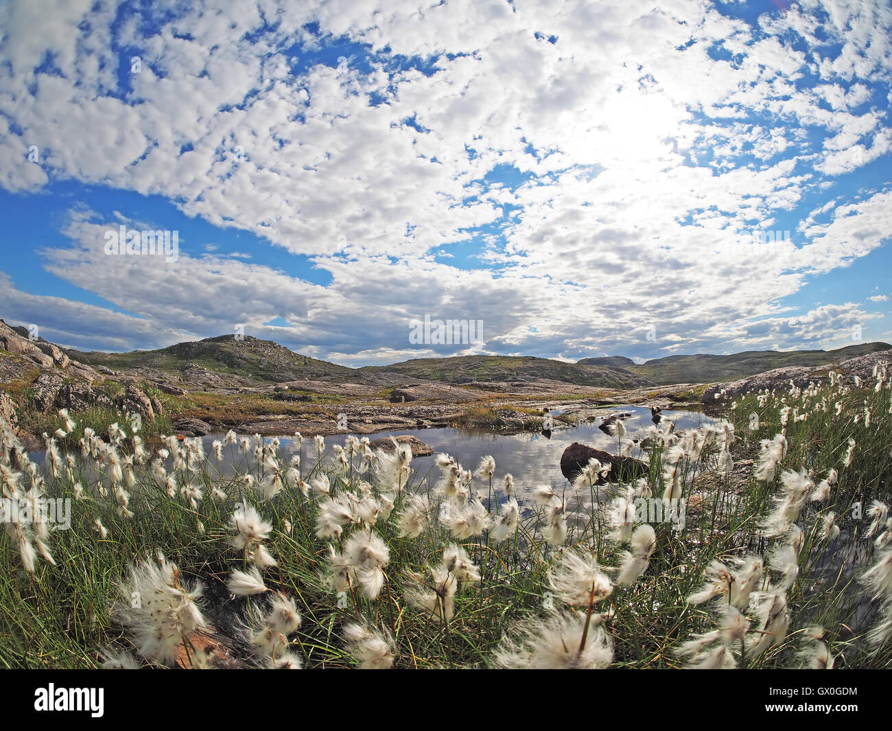 Barents Sea coast in the north of Russia Stock Photo - Alamy