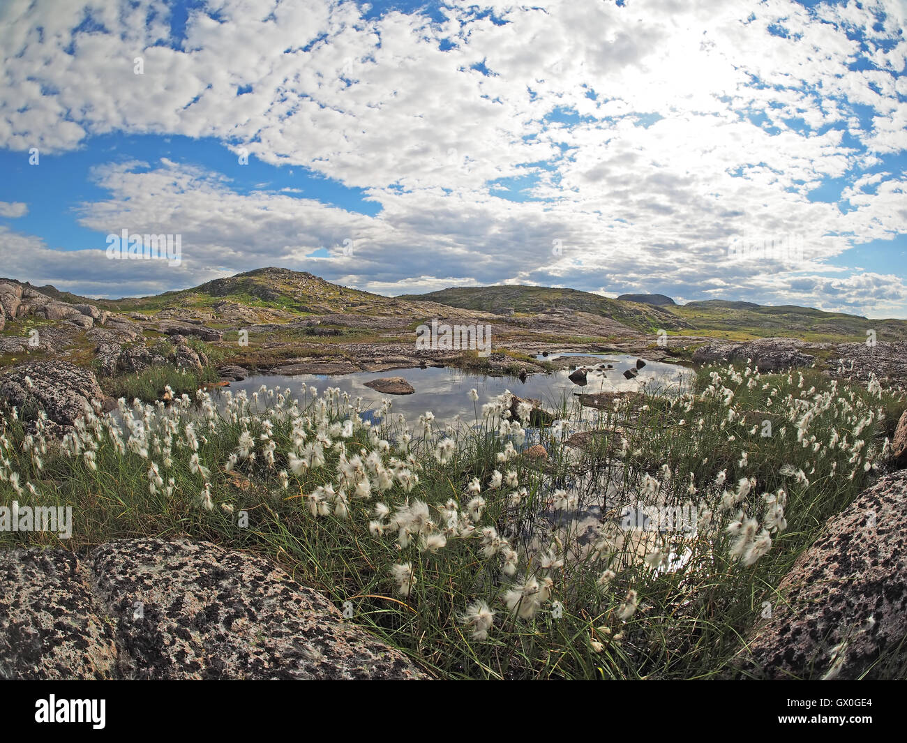 Barents Sea coast in the north of Russia Stock Photo - Alamy