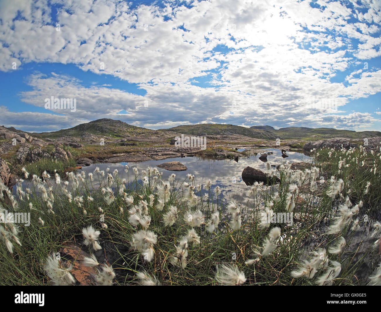 Barents Sea coast in the north of Russia Stock Photo - Alamy